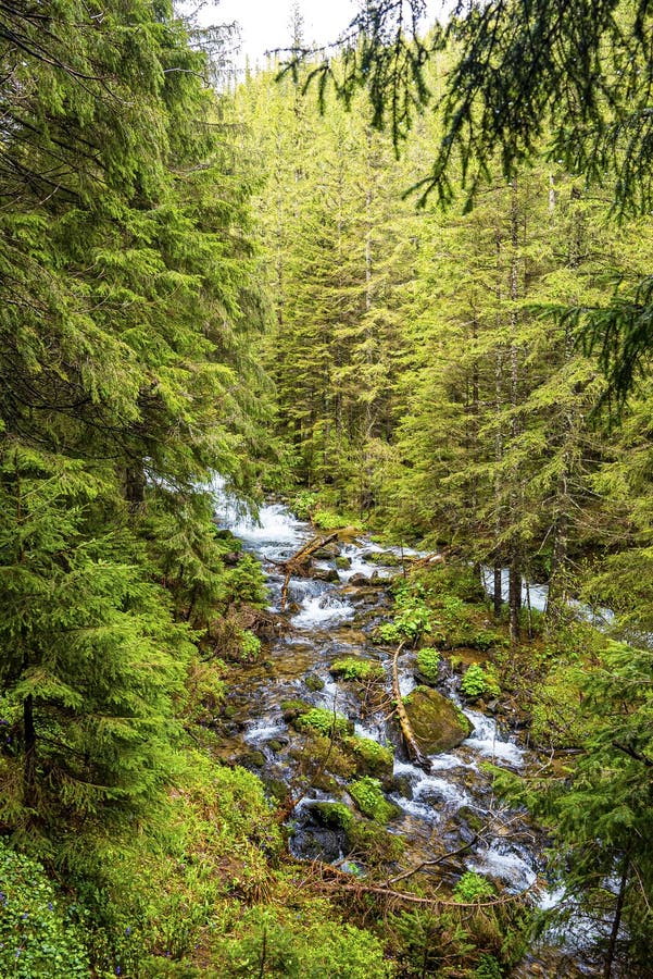 Landscape of Dense Forest with a Mountain River Flowing Over the Rocks ...