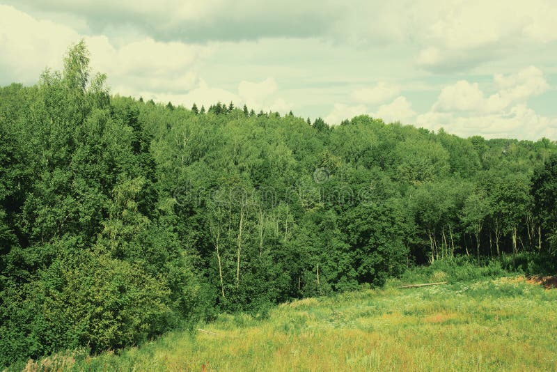 Landscape dense forest stock photo. Image of scenic, dense - 44704336