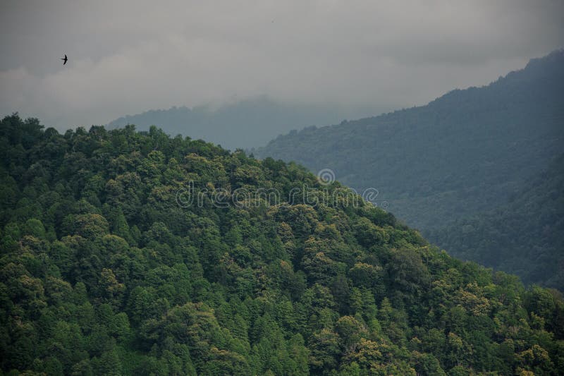 Landscape of Dense Forest in the Mountains Stock Photo - Image of ...