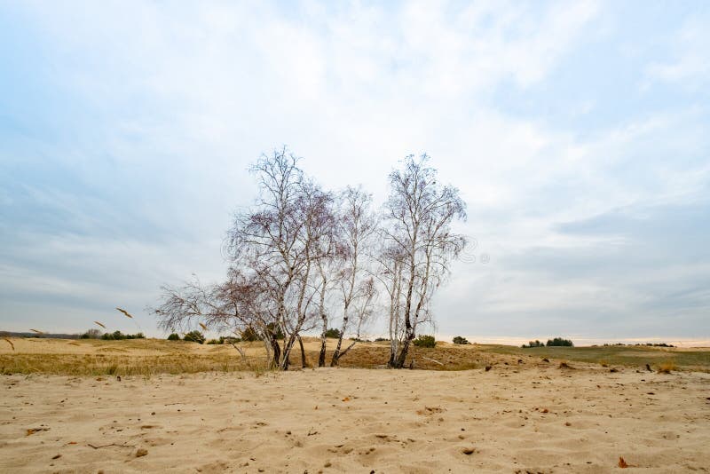 Desert in autumn time stock image. Image of travel, park - 165333181