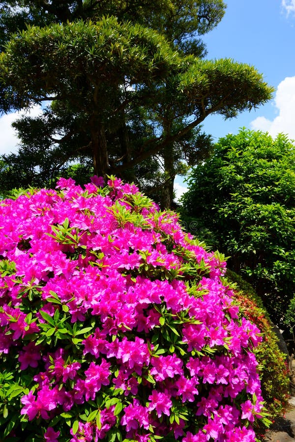 Landscape Design. Bush of Bright Pink Azalea Stock Image - Image of ...