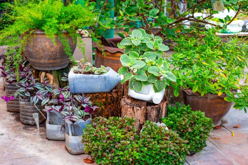 Landscape Design of the Garden. Composition of Various Plants in Pots ...