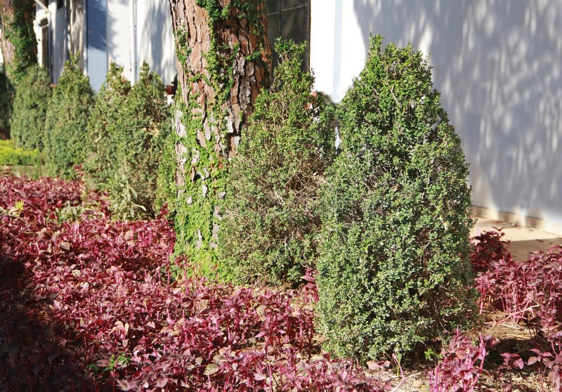 Landscape Design of the Park of Green Shrubs Trimmed in the Shape of a ...