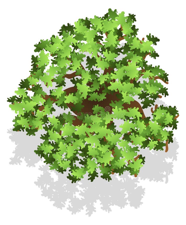 Top View Tree. Landscape Plan Trees with Leaves and Bushes. Garden ...
