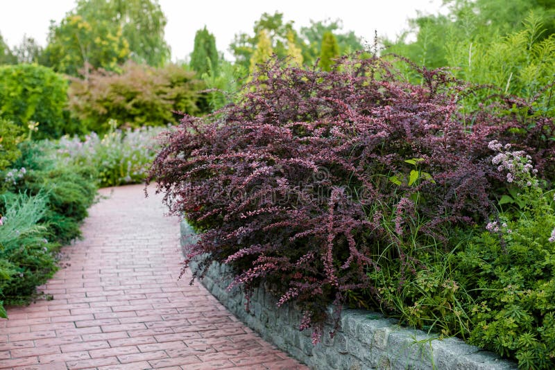 Landscape Design, Plants of Different Colors, a Tiled Walkway Stock ...