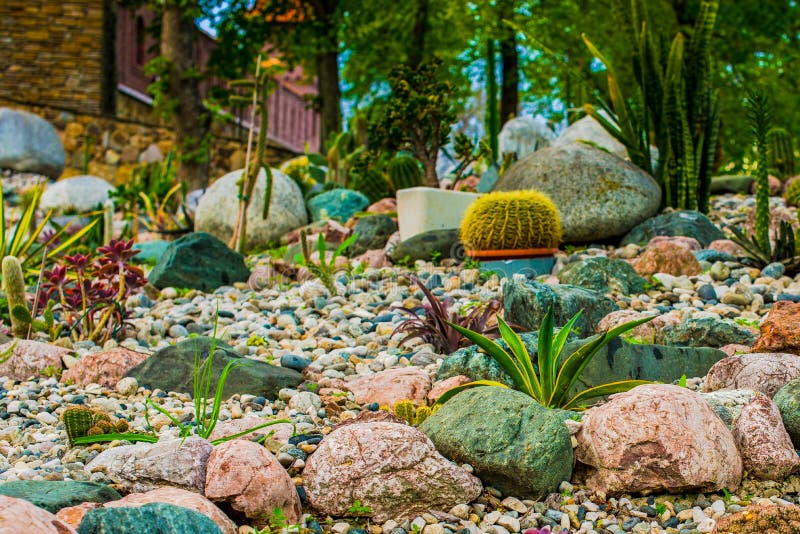 Landscape Design. Plants Grow on Rocks Stock Photo - Image of plant ...