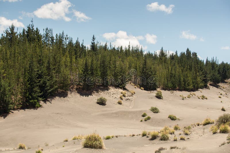 Landscape of Dessert and Forest Stock Image - Image of pino, natural ...