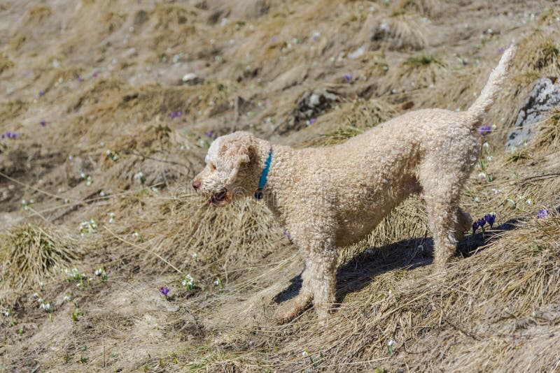 Landscape with a Dog in Bucegi Mountains Stock Photo - Image of cityn ...