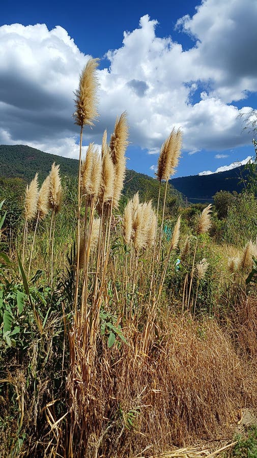 Invasive Pampas Stock Illustrations – 3 Invasive Pampas Stock ...