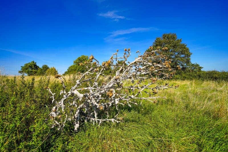 Landscape with a Dried Thistle Stock Image - Image of countryside ...