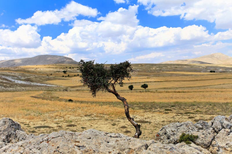 Landscape drought stock photo. Image of national, desert - 27424528