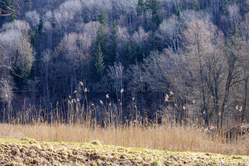 .a Landscape with Dry Grass in the Foreground, Clumps of Reeds in the ...