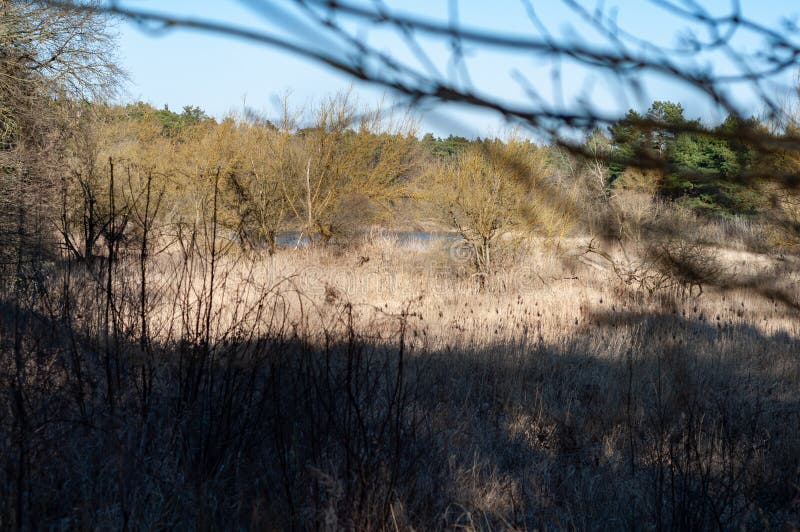 Landscape with Dry Grass and Trees with Shrubs Near Lake Stock Photo ...
