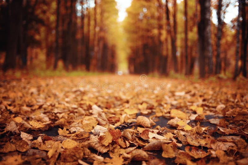 Landscape with Dry Leaves in Forest Stock Photo - Image of nature ...