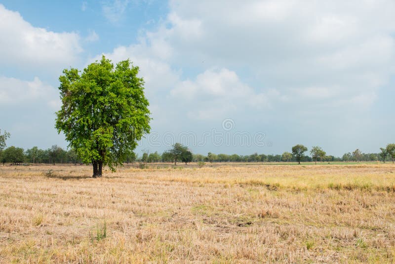 Landscape of Dry Rice Field Stock Image - Image of field, green: 50604325