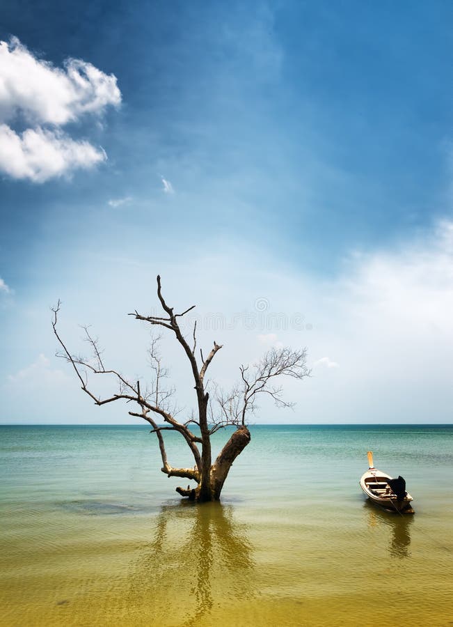 Dry tree and boat in water stock image. Image of morning - 41112445