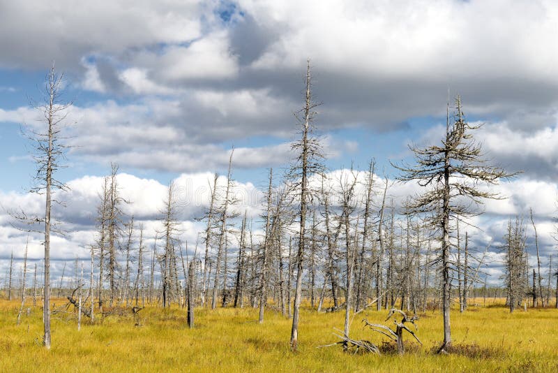 Landscape of Dry Trees in a Swamp in Siberia Stock Photo - Image of ...