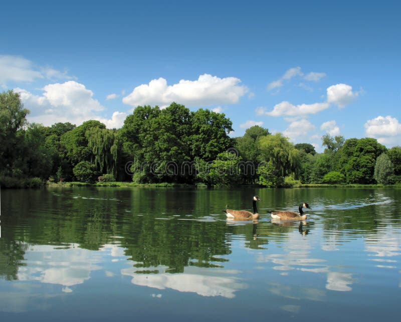 Landscape with ducks stock image. Image of tree, reflection - 3473173