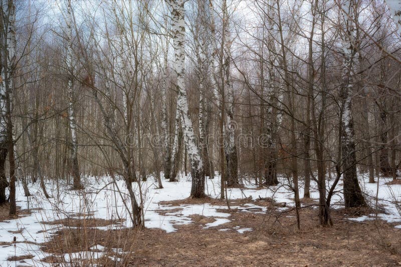 Landscape early spring stock image. Image of forest - 144842109