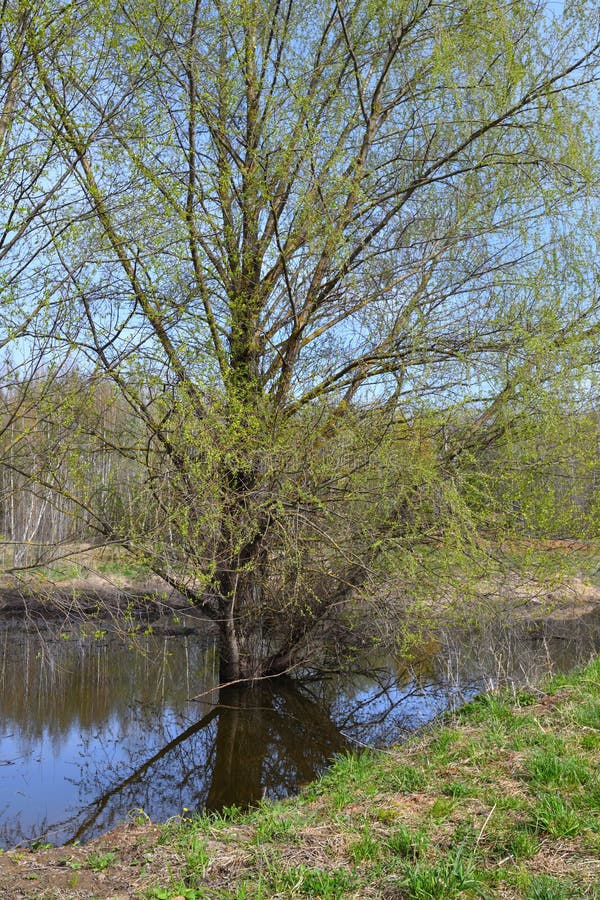 Landscape in Early Spring with Melt Water. Russia Stock Photo - Image ...