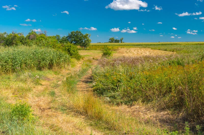 Overgrown Meadow with Mountain Vista in Backdrop Stock Photo - Image of ...