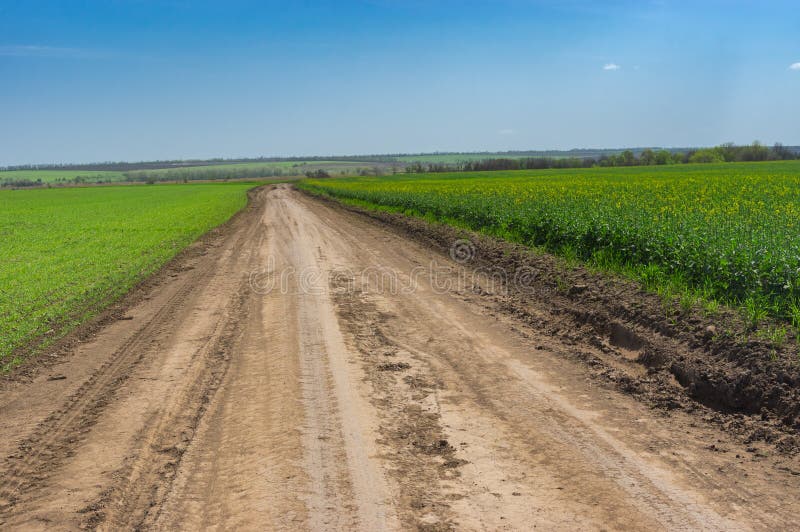 Landscape with an Earth Road between Wheat and Agricultural Fields in ...