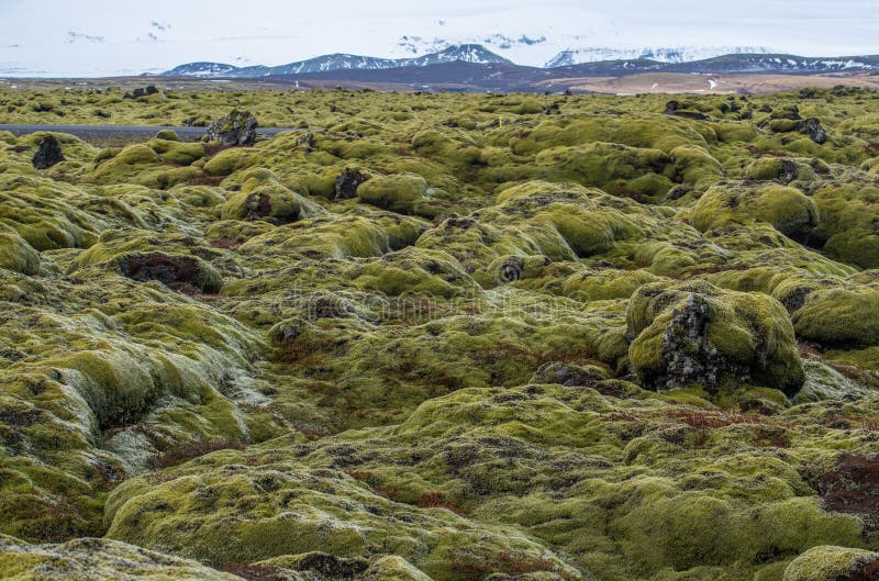 The Landscape of Eldhraun Lava Moss Field in Iceland. Stock Photo ...