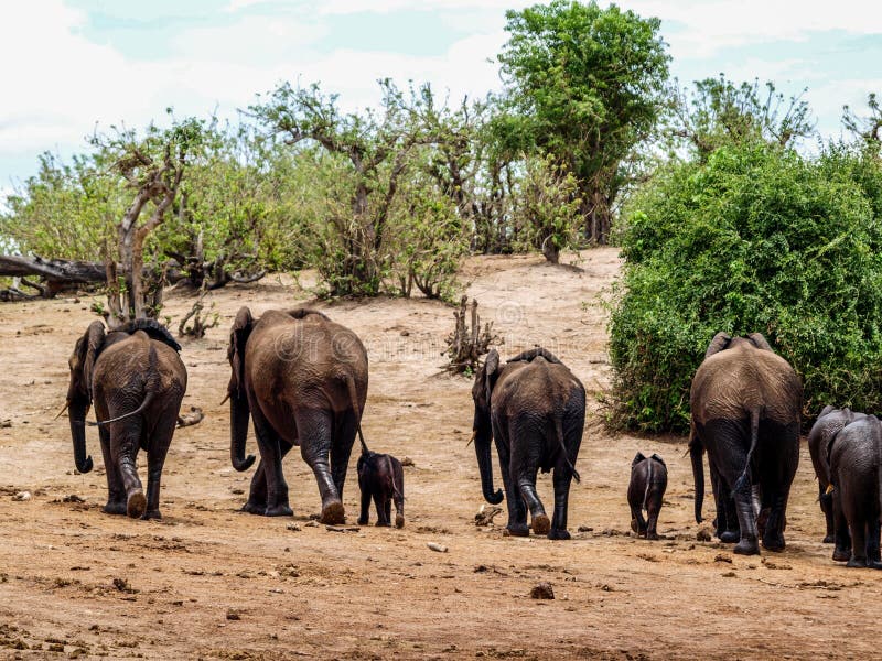 Landscape and elephants stock photo. Image of landscape - 37981218