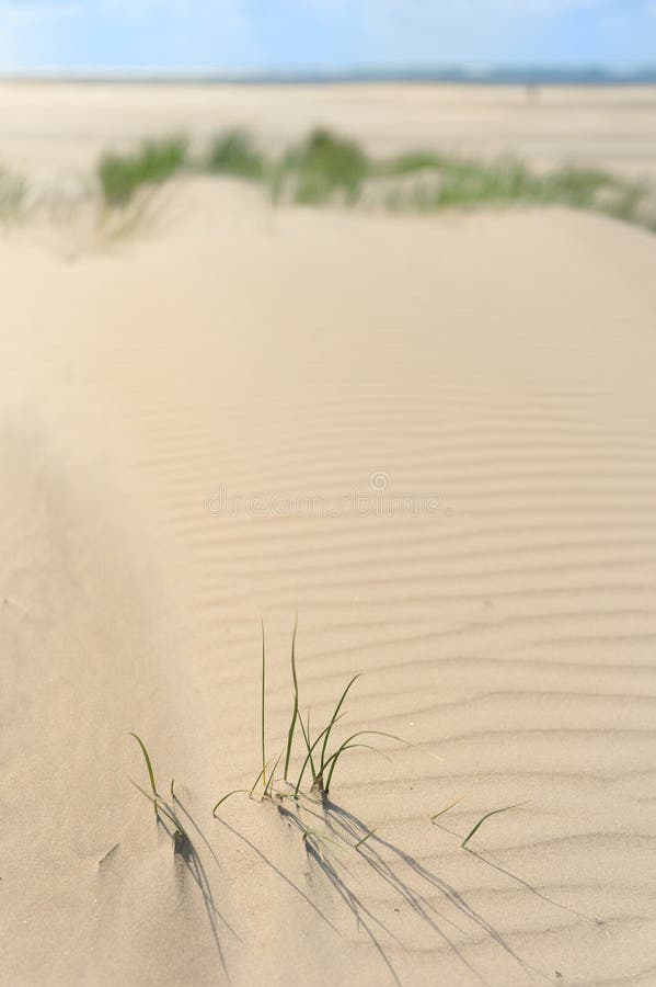 Landscape empty beach stock image. Image of nature, holland - 150454585