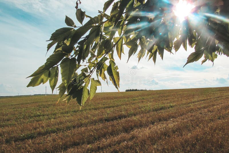 Landscape. Empty Field and Tree Branch. Stock Photo - Image of awesome ...