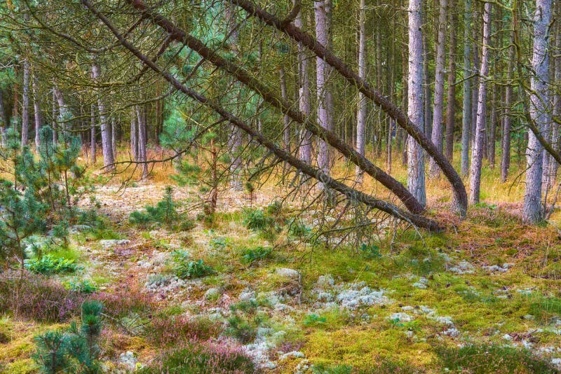 Landscape of Empty Pine Forest in Fall. Serene Scenic Woods with Thin ...