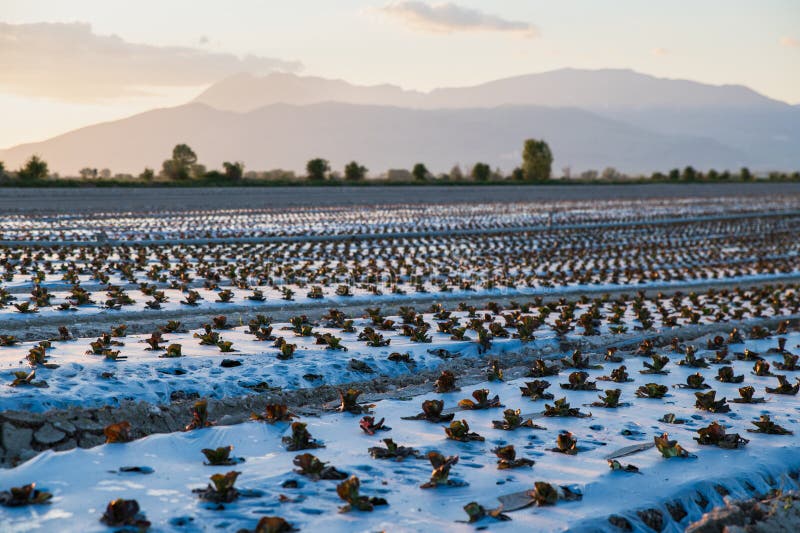 Landscape of Endless Agriculture Crop Fields Rows Stock Photo - Image ...