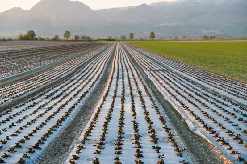 Landscape of Endless Agriculture Crop Fields Rows in Spring Stock Photo ...