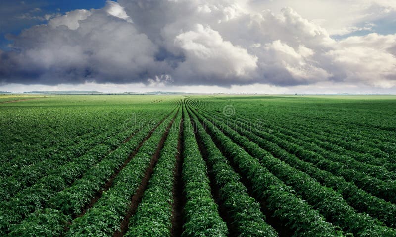 Landscape of Expansive Green Field Under Dramatic Cloudy Skies Stock ...
