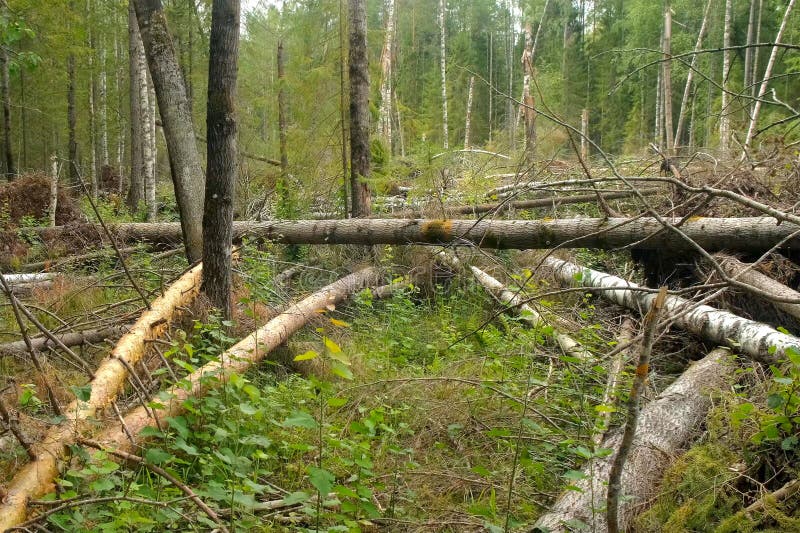 Landscape with Fallen Trees in Forest, Wild Beautiful Nature Background ...