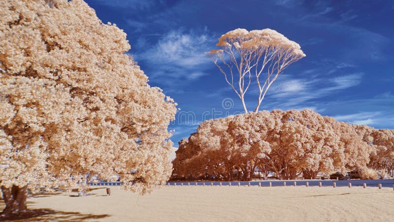 Landscape in False Colors Taken with an Infrared Modified Camera Stock ...
