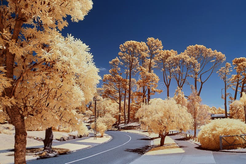 Landscape in False Colors Taken with an Infrared Modified Camera Stock ...