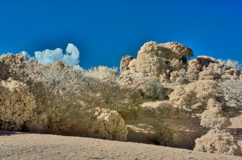 Landscape in False Colors Taken with an Infrared Modified Camera Stock ...