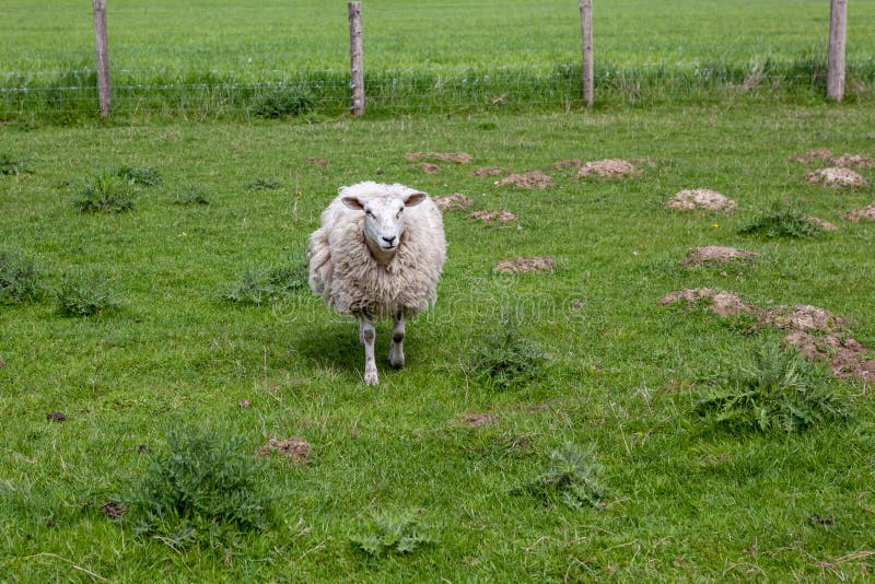 Landscape for farm animals stock photo. Image of lamb - 181585530