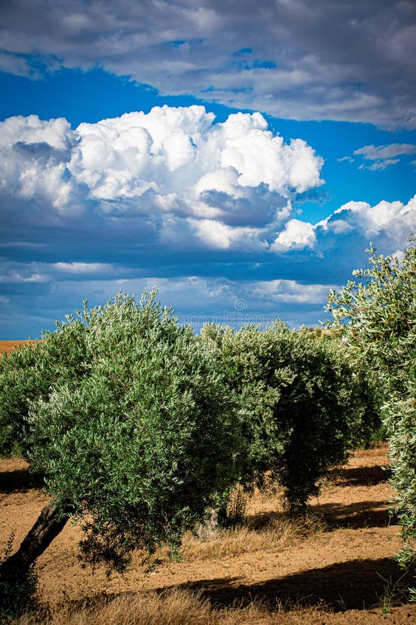 Landscape of a Farm Field with Olive Groves and Sky with Clouds Stock ...