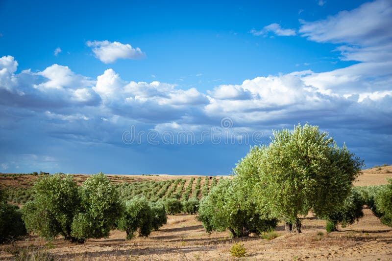 Landscape of a Farm Field with Olive Groves and Sky with Clouds Stock ...