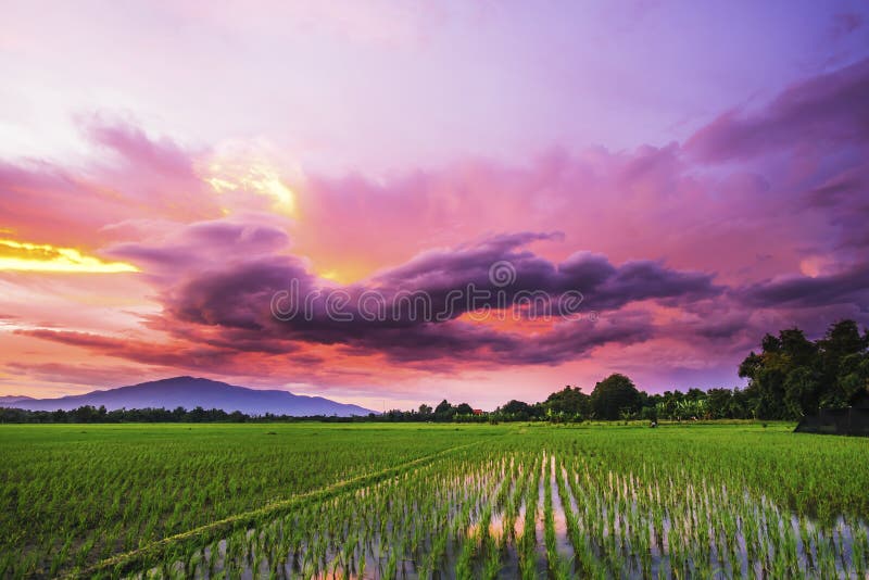Landscape Farm Rice in Thailand at Sunset Stock Photo - Image of paddy ...
