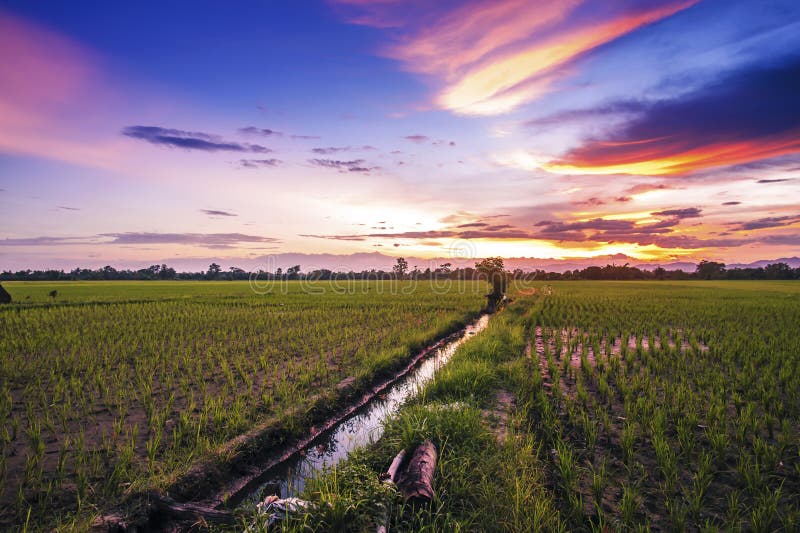 Landscape Farm Rice in Thailand at Sunset Stock Photo - Image of nature ...