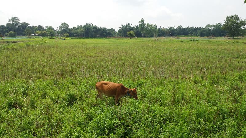 Landscape farming grass stock image. Image of animal - 195427955