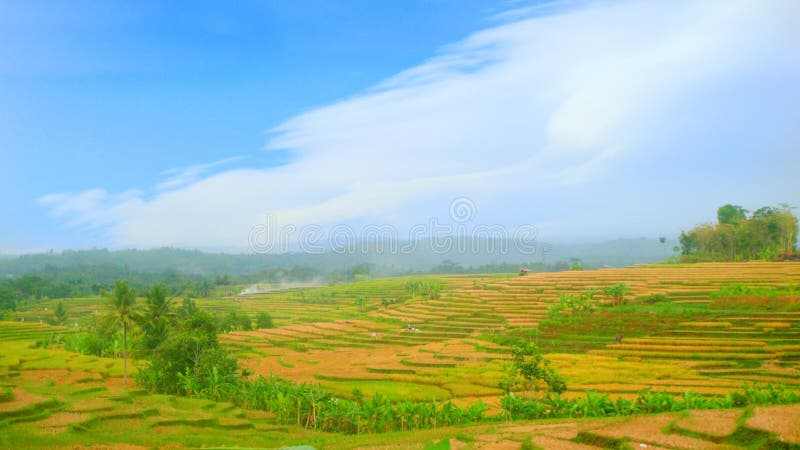 LANDSCAPE FARMLAND in CENTRAL JAVA Stock Photo - Image of dancing ...