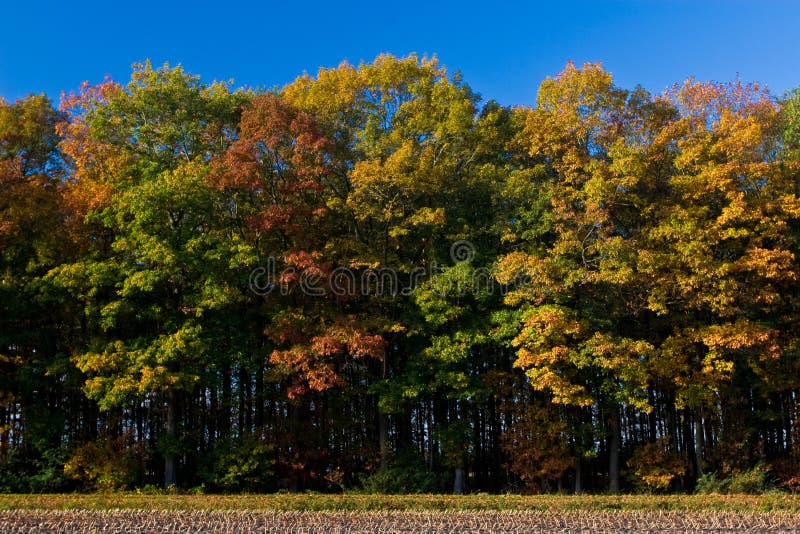 Landscape of a Farmland with Colorful Autumn Trees Stock Photo - Image ...
