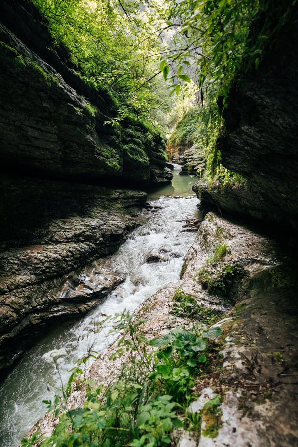 Beautiful Landscape Fast Mountain River and Green Forest Stock Image ...