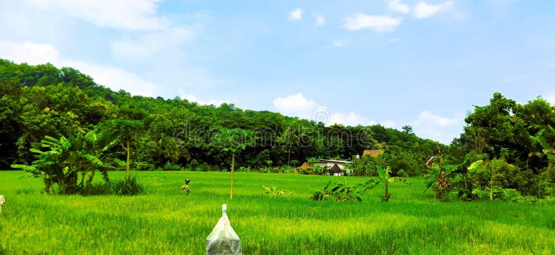 Landscape Featuring Vast Green Rice Fields Stretching Stock Image ...