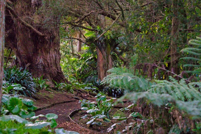 Landscape of Fern Leaves and Trees Growing in a Forest in the Daylight ...