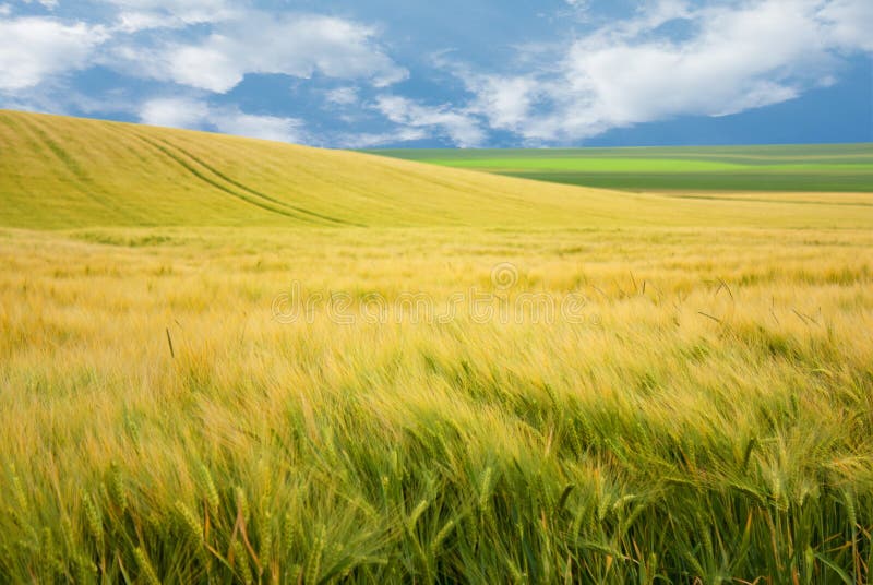 Landscape of field stock photo. Image of corn, season - 19823112